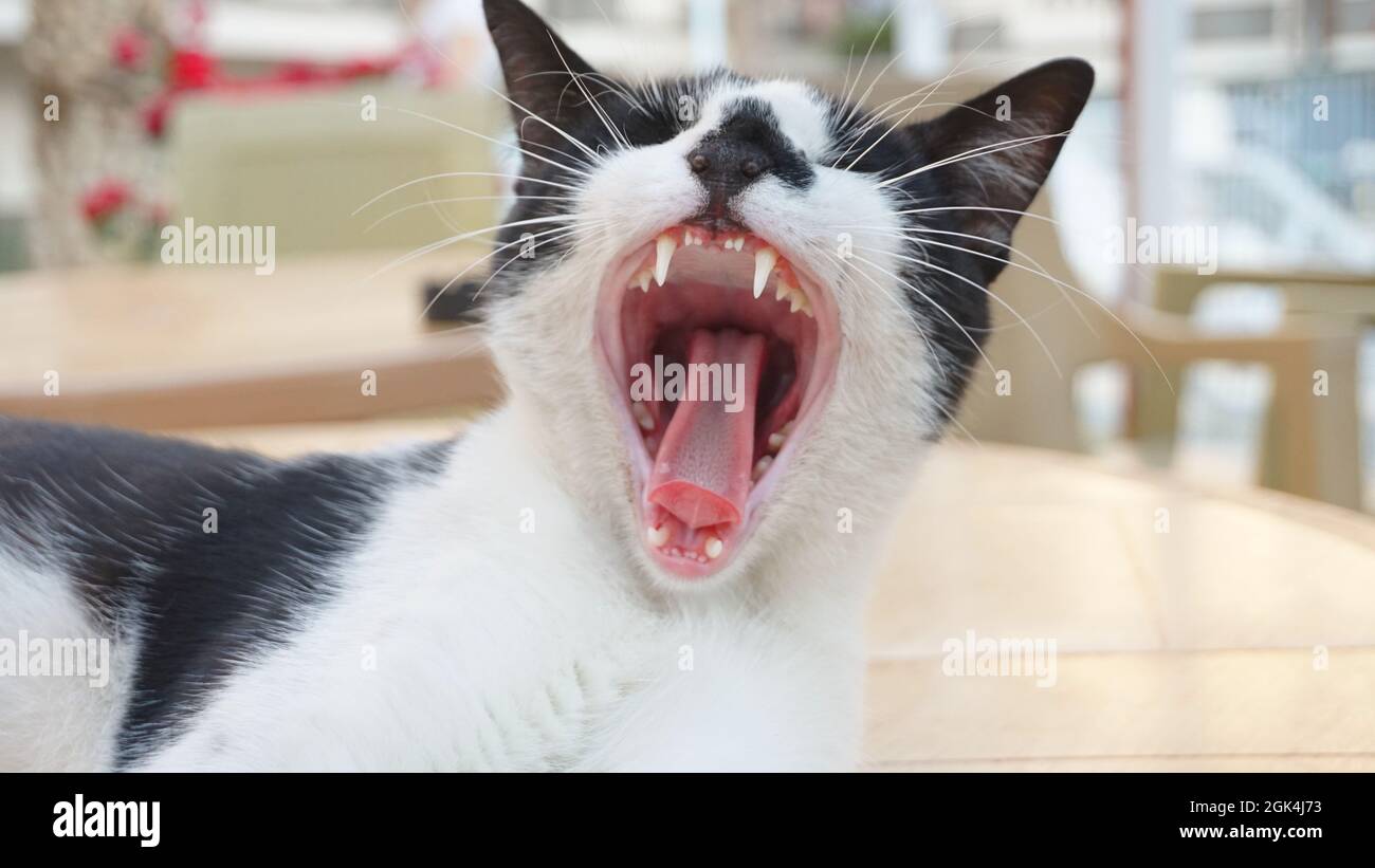 Cat scream hi-res stock photography and images - Alamy