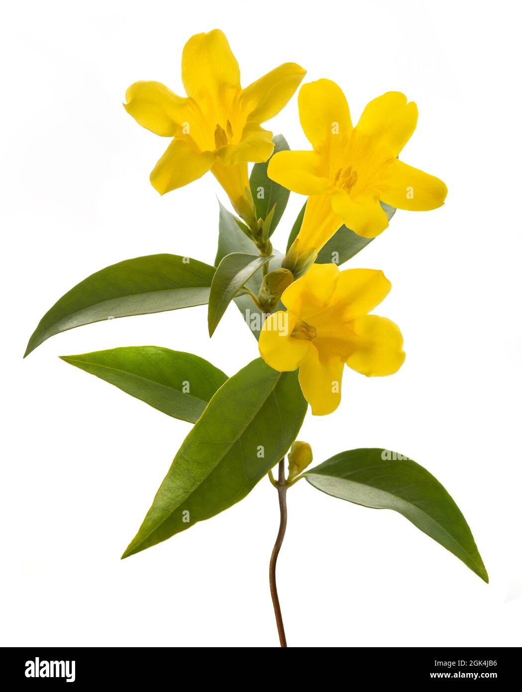 Gelsemium sempervirens isolated on white background Stock Photo - Alamy