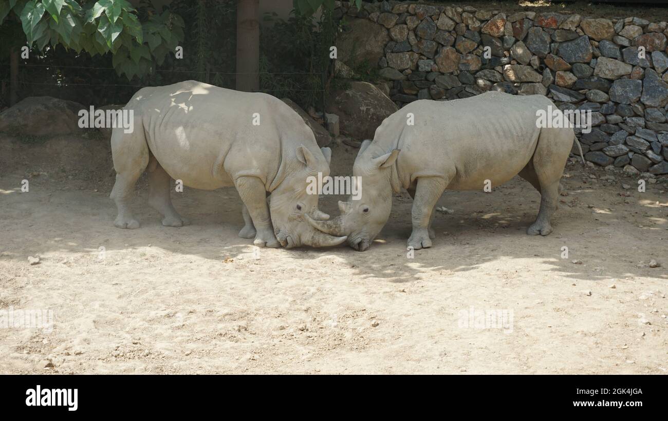 two rhinos fighting in zoo Stock Photo - Alamy