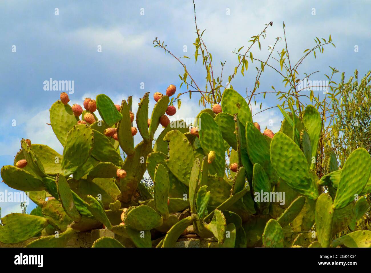 Cacti fruit hi-res stock photography and images - Alamy
