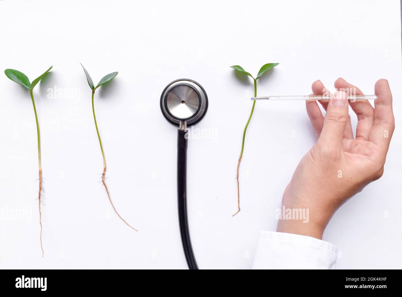 Measuring plant roots hi-res stock photography and images - Alamy