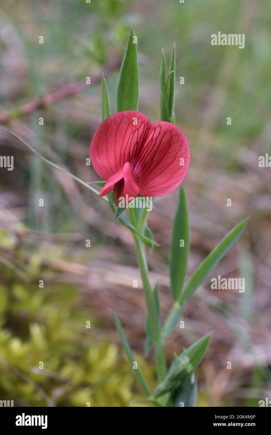 Lathyrus cicera, Fabaceae. Wild plant shot in spring Stock Photo - Alamy
