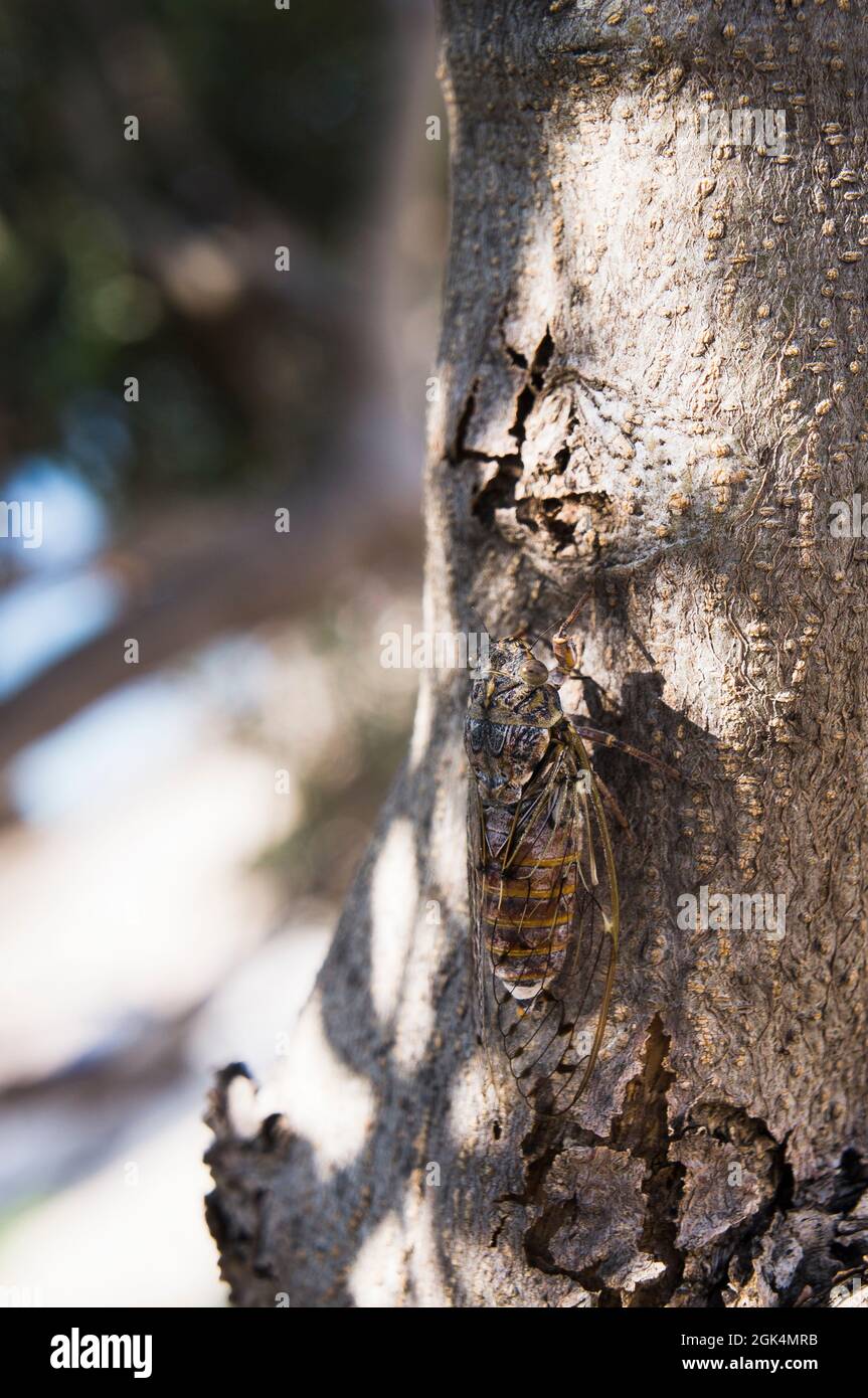 Illustrative photo, Common Cicada, Lyristes plebejus, insects ...