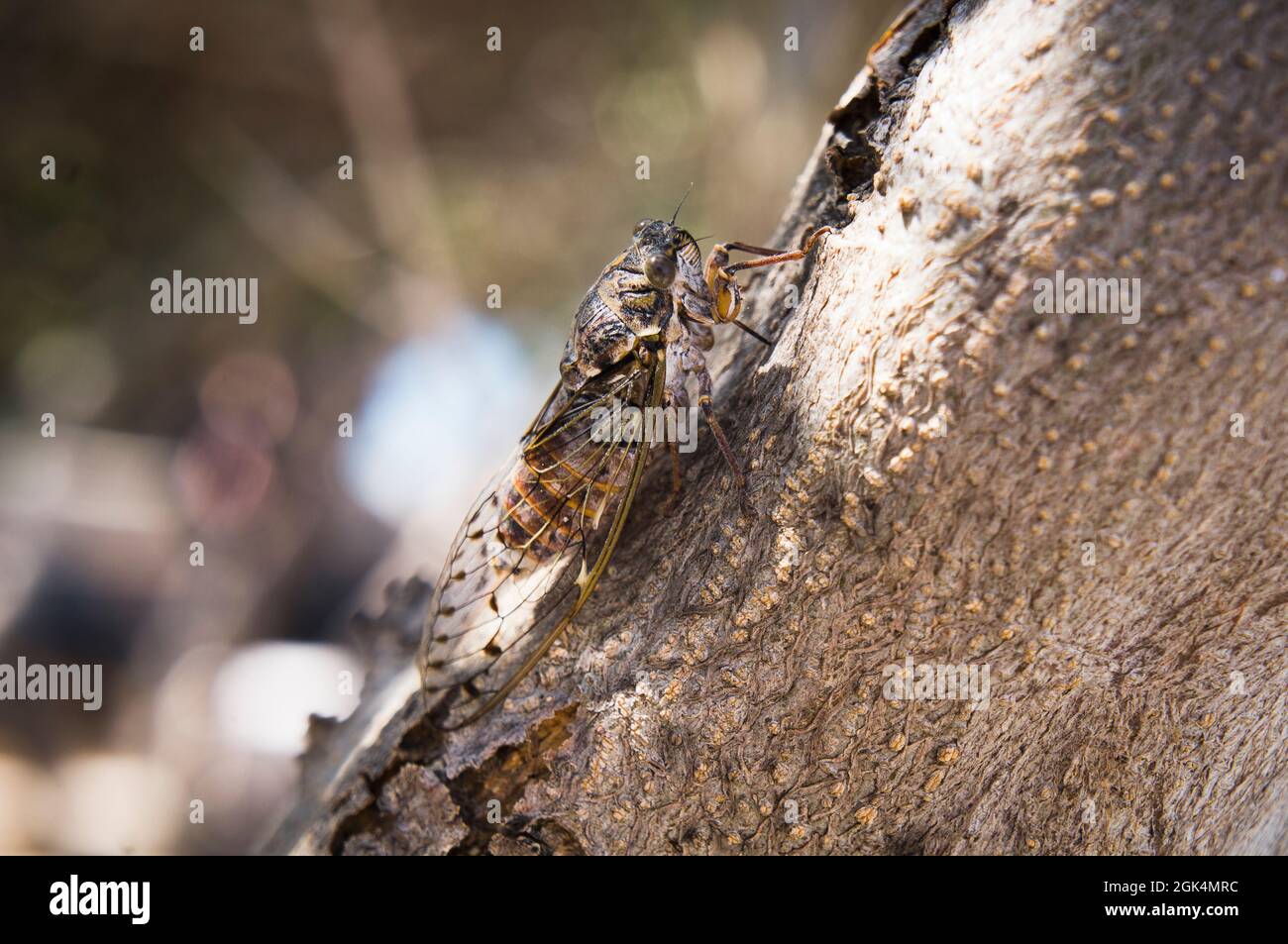 Illustrative photo, Common Cicada, Lyristes plebejus, insects ...