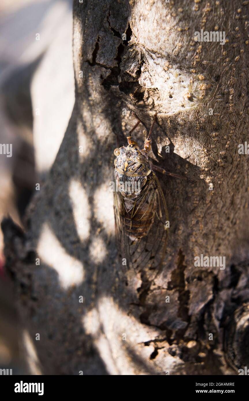 Illustrative photo, Common Cicada, Lyristes plebejus, insects ...