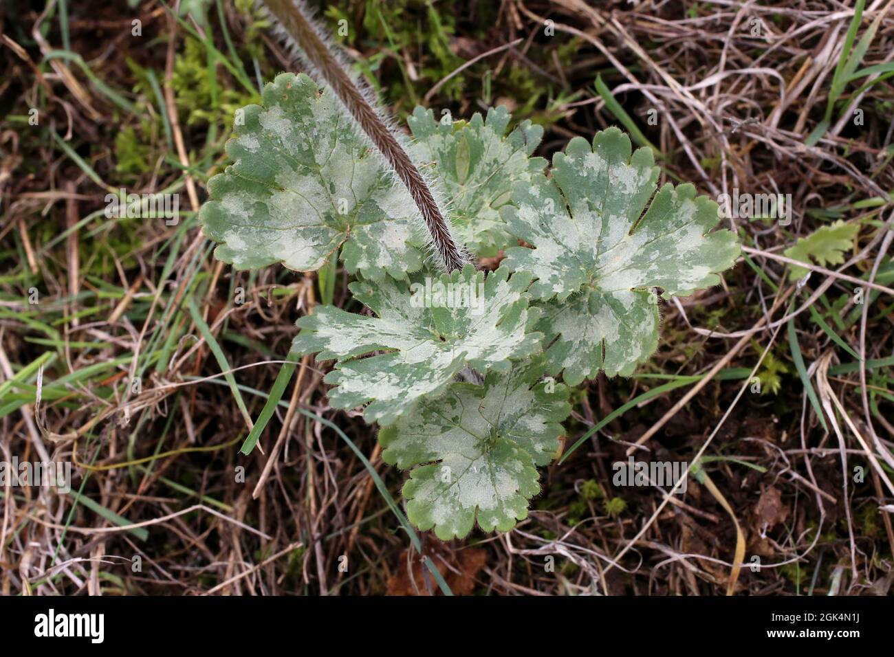 Sprunerianus hi-res stock photography and images - Alamy