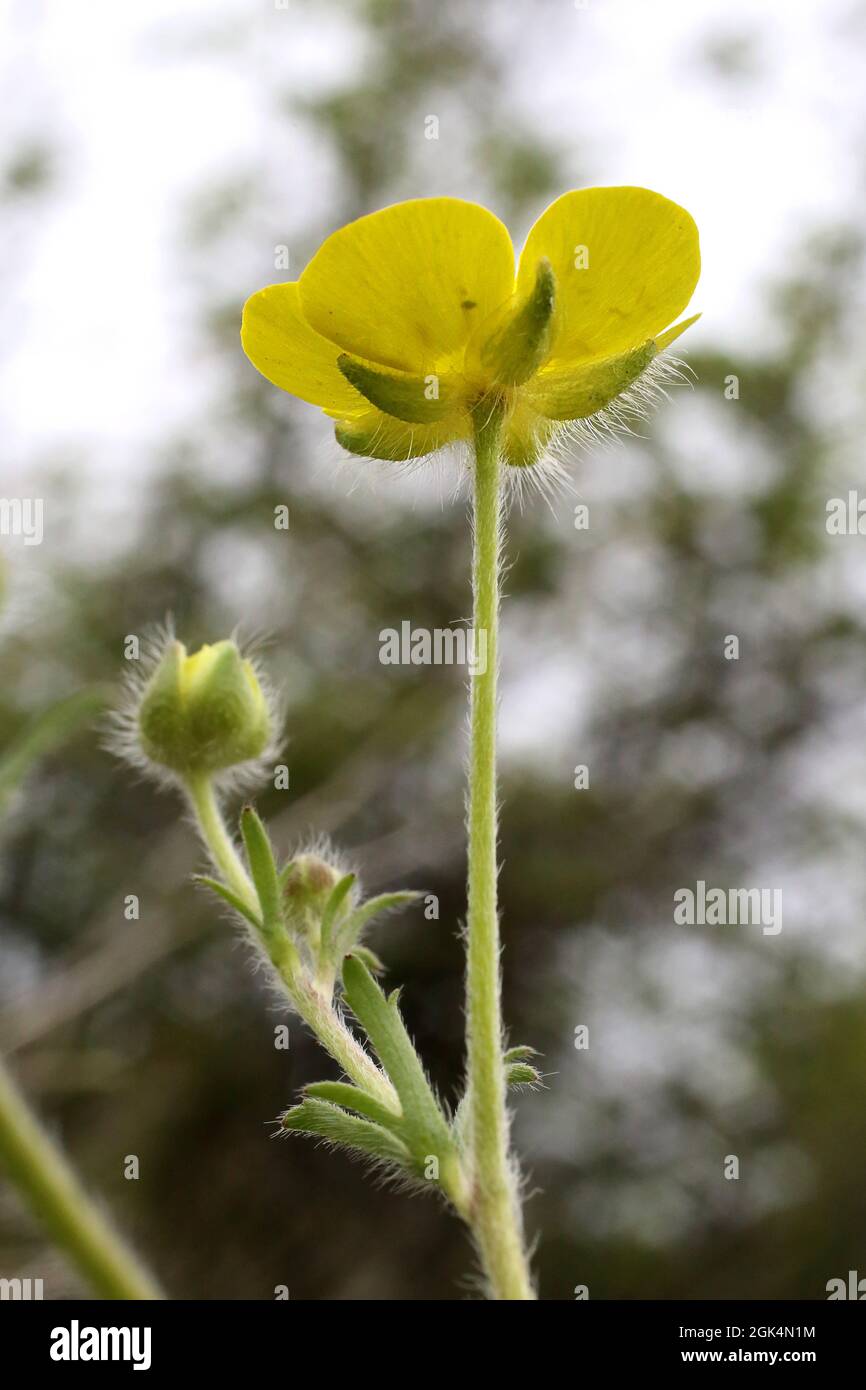 Sprunerianus hi-res stock photography and images - Alamy