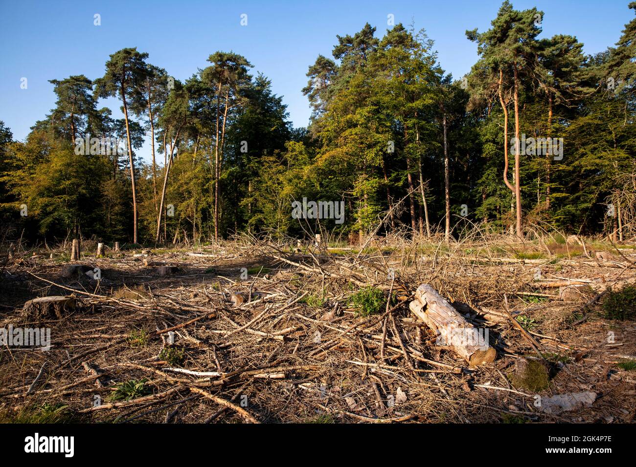 Gerodeter hi-res stock photography and images - Alamy