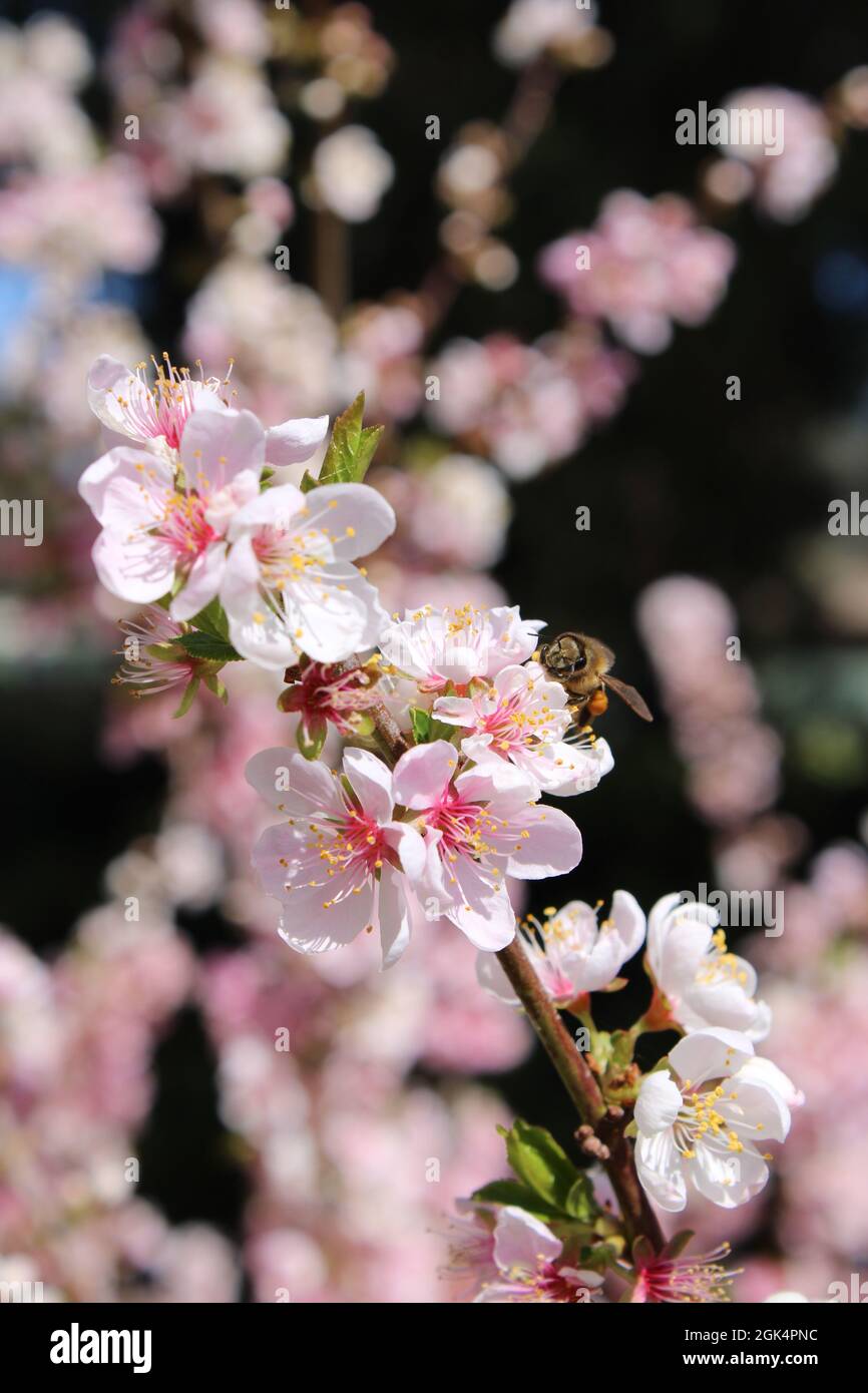 Hidding hi-res stock photography and images - Alamy