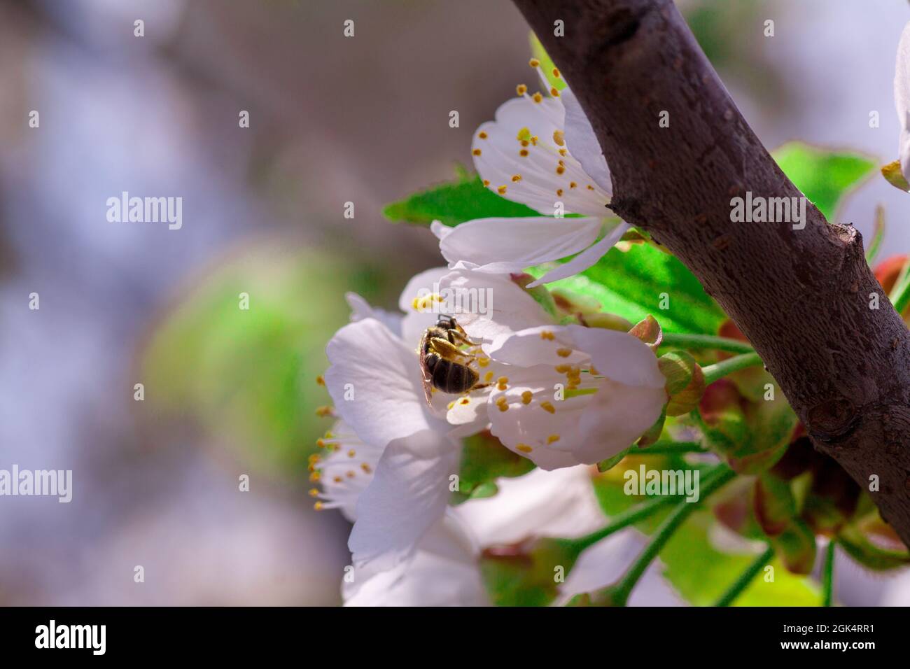 Beautiful nature scene with blooming tree and sun flare. Sunny day ...
