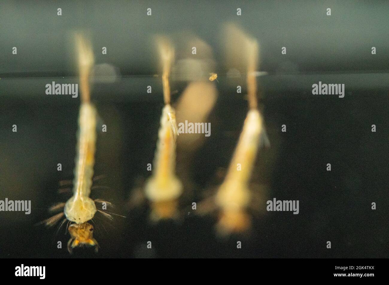 Banded mosquito larvae Stock Photo - Alamy