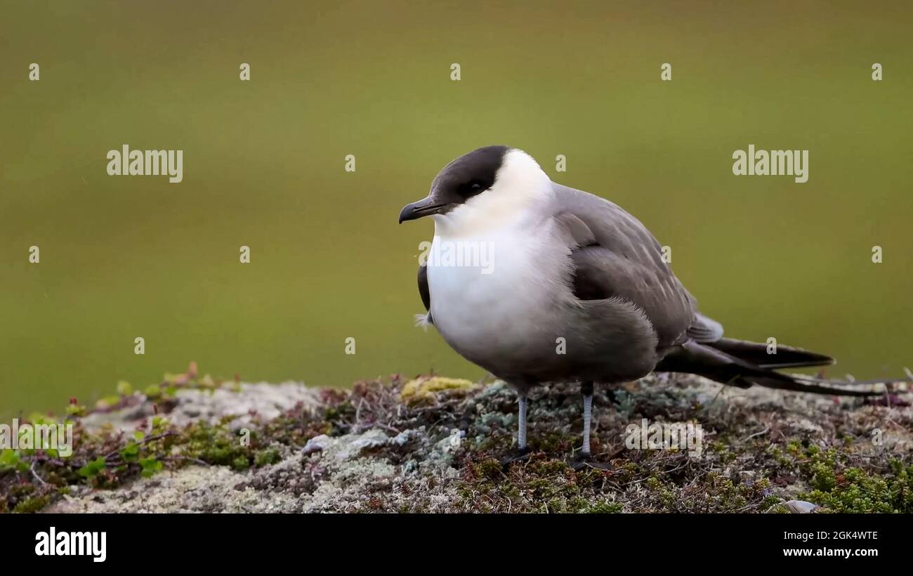 Stercorariidae Family High Resolution Stock Photography and Images - Alamy