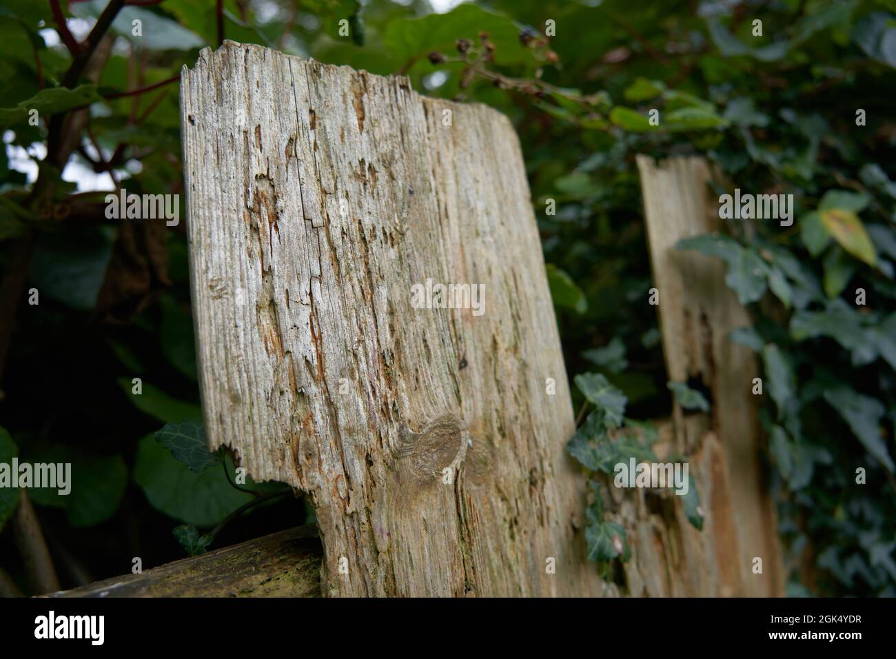 Rotten fence panels hi-res stock photography and images - Alamy