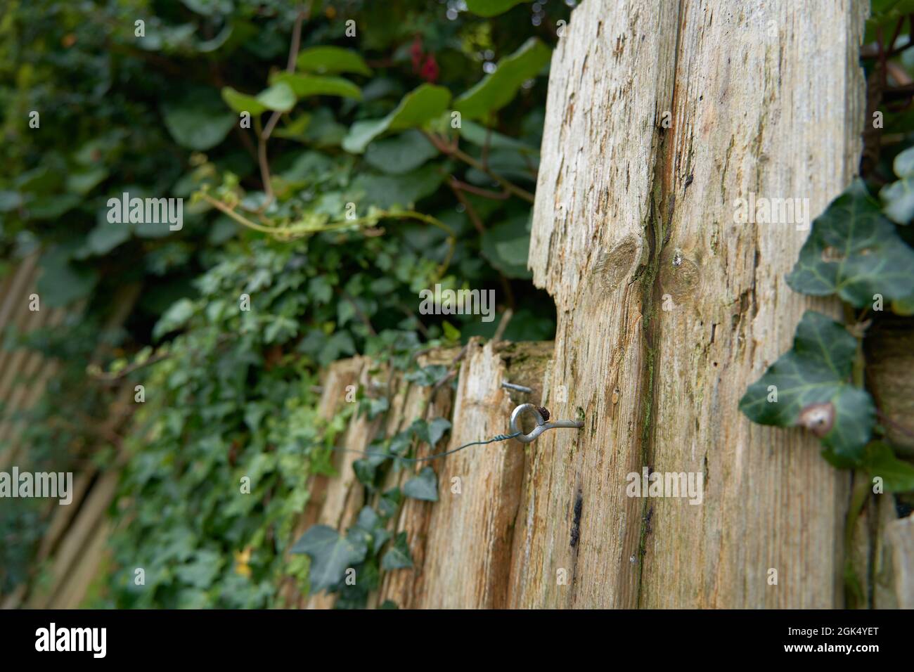 Rotten fence panels hi-res stock photography and images - Alamy