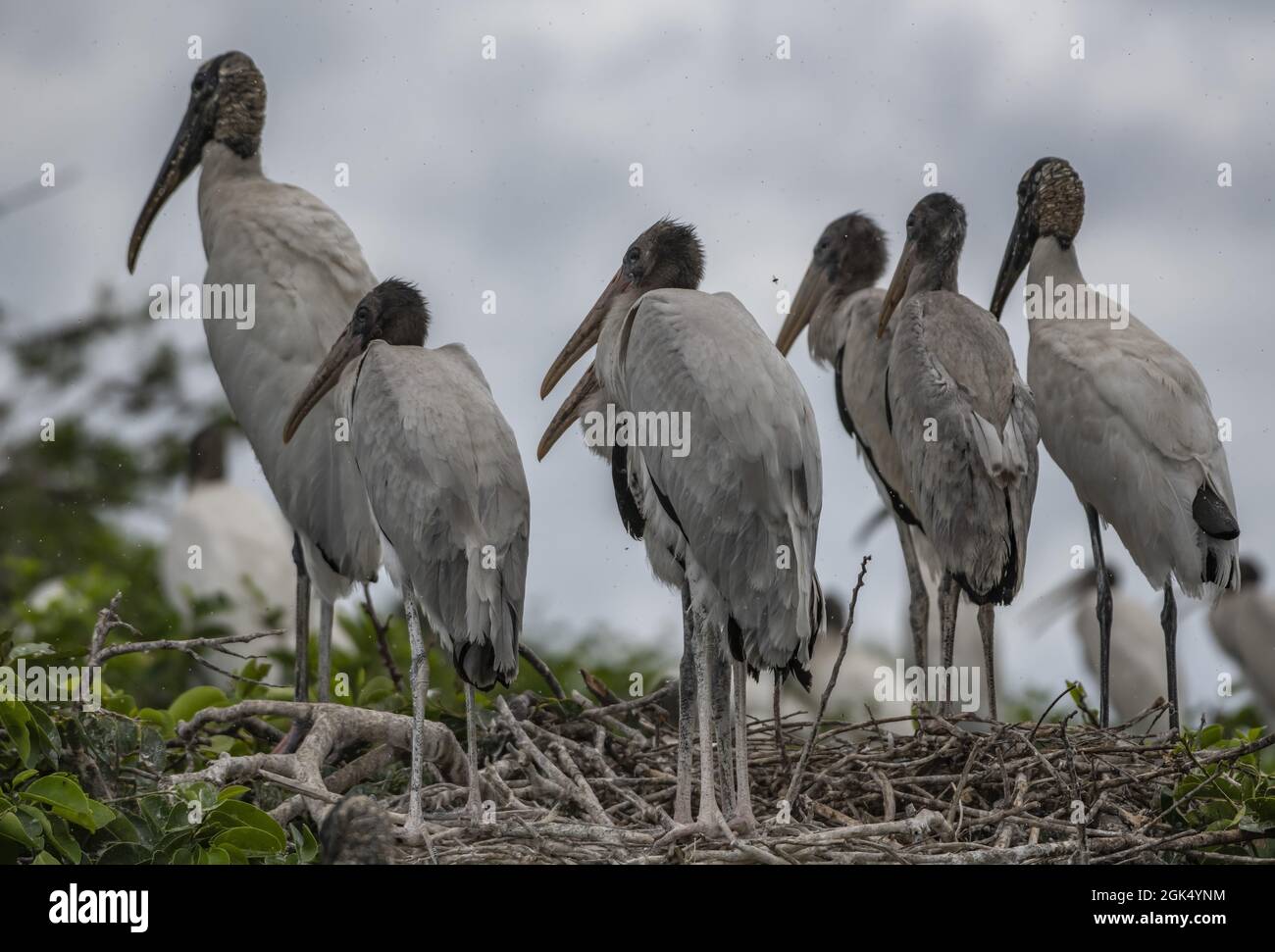 Group of ibis birds standing on the nest Stock Photo - Alamy
