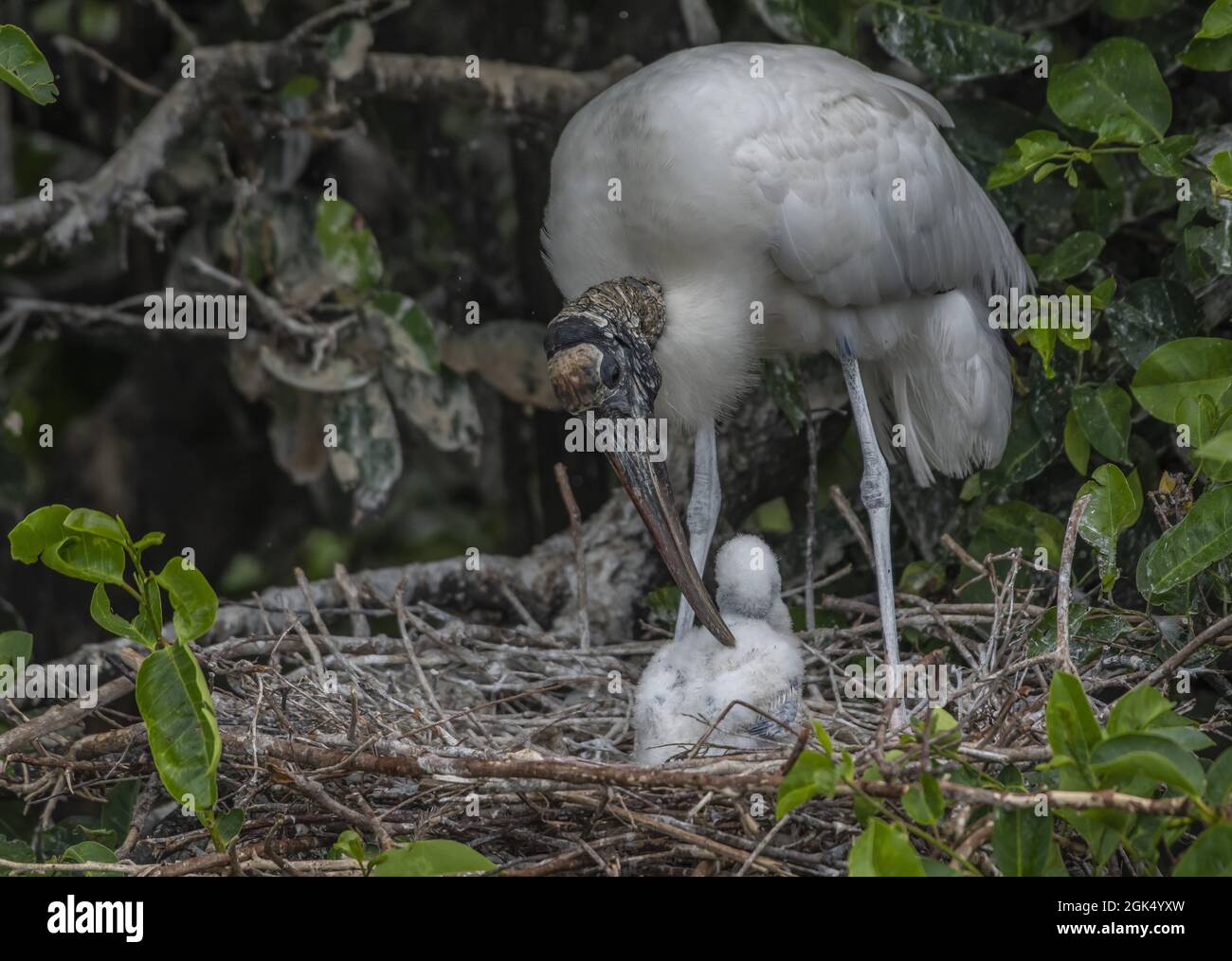 Wood stork chick hi-res stock photography and images - Alamy