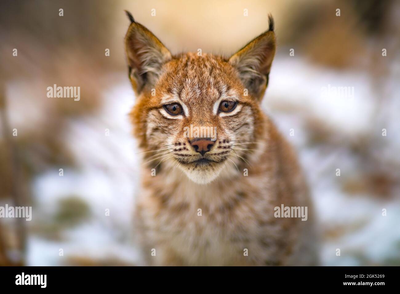 Portrait of eurasian lynx rests in the forest at early winter Stock ...