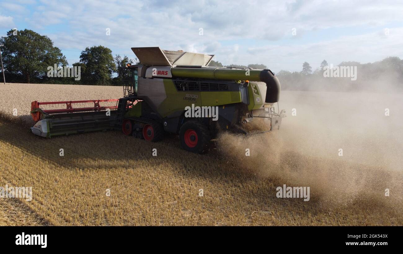 A Claas Lexion 8700 a modern combine harvester harvesting wheat in a ...
