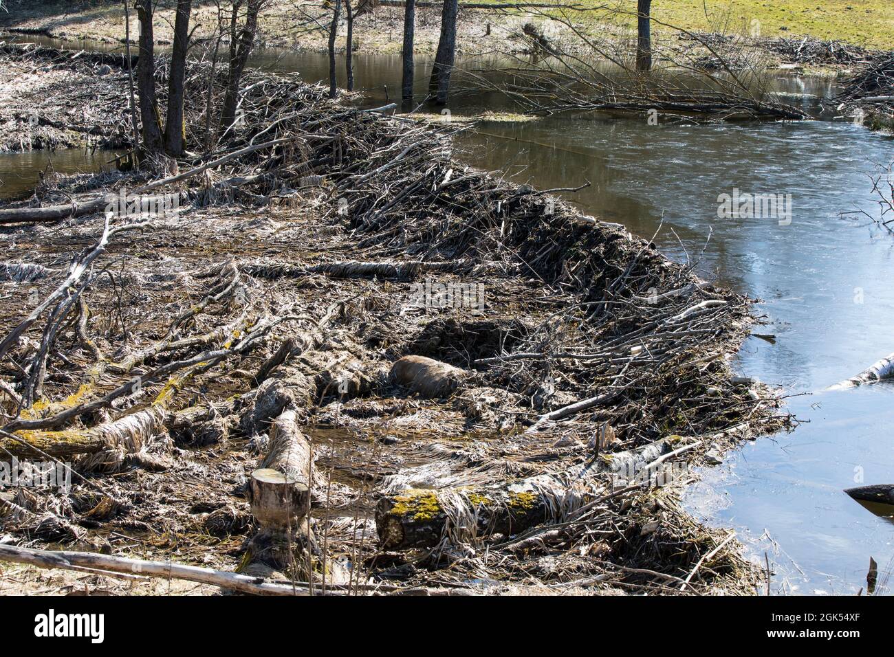 Biberdamm, beaver dam Stock Photo - Alamy