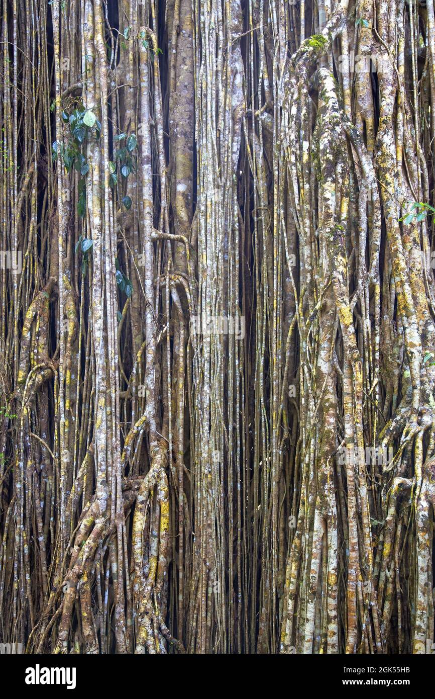 Aerial roots of the strangler fig Stock Photo - Alamy