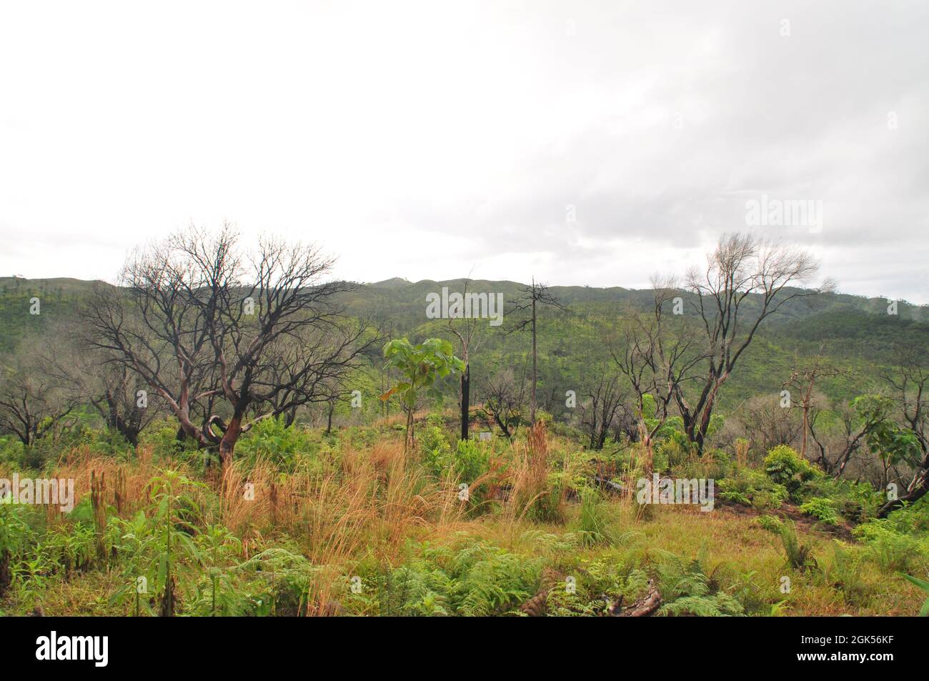 The Cockscomb Basin Wildlife Sanctuary in Belize Stock Photo - Alamy