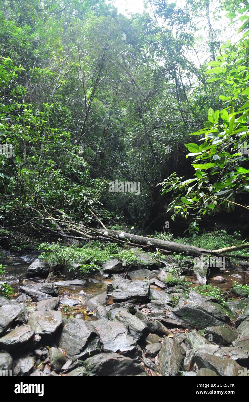 The Cockscomb Basin Wildlife Sanctuary in Belize Stock Photo - Alamy