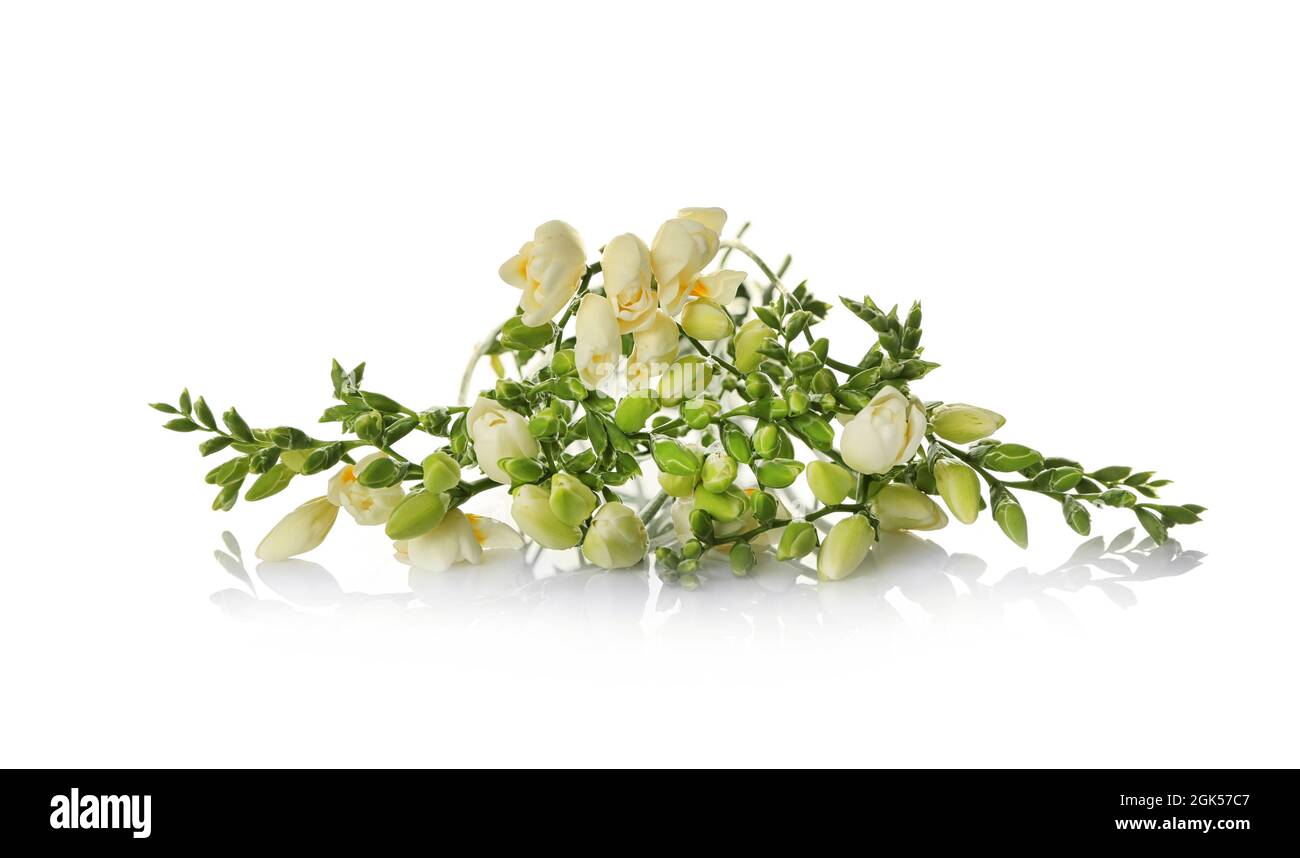 Beautiful freesia flowers on white background Stock Photo - Alamy