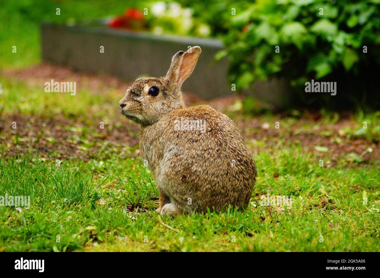 A cemetery rabbit in Frankfurt Stock Photo - Alamy