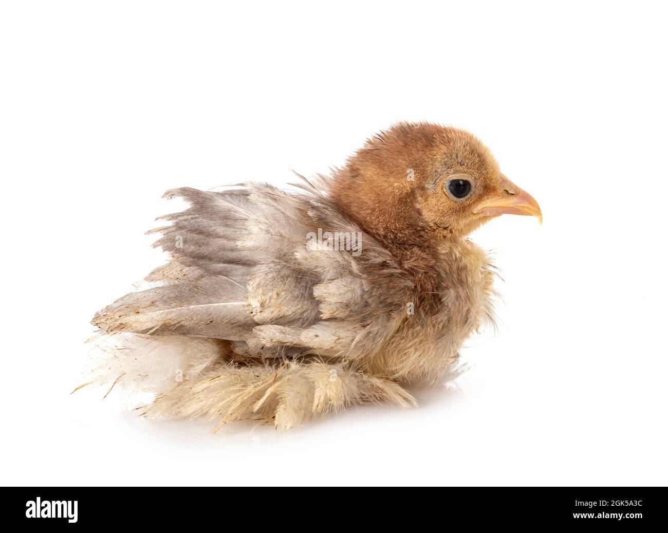 young chick in front of white background Stock Photo - Alamy