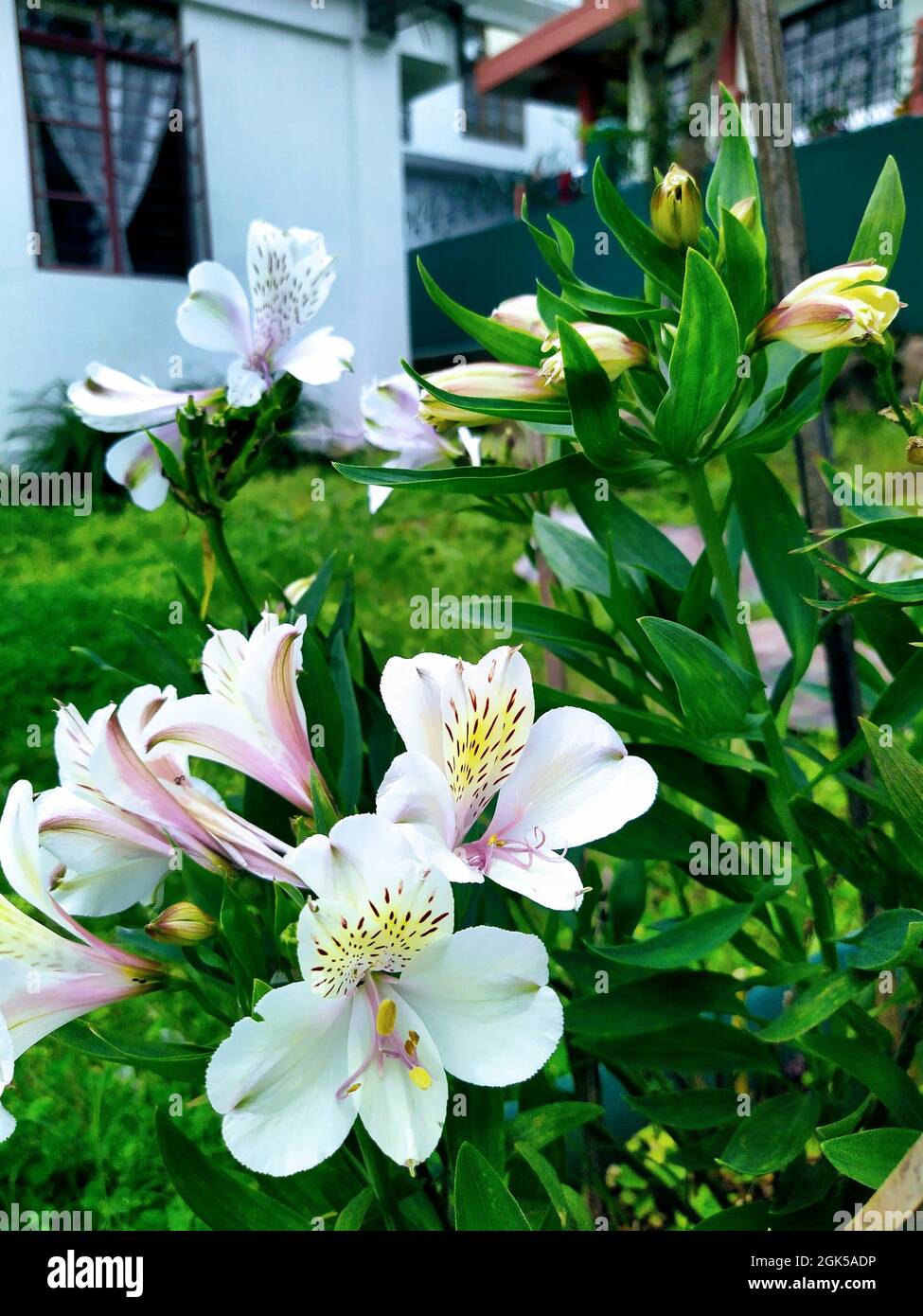 Beautiful shot of Lily of the Incas, also known as Peruvian Lily ...