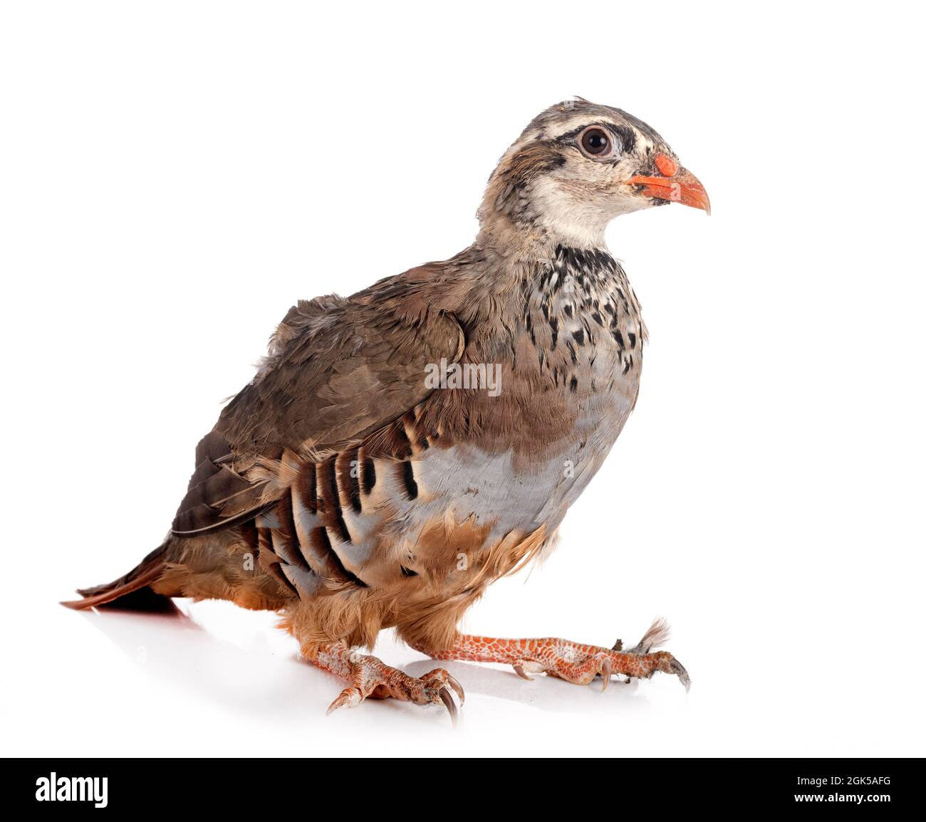 Young partridge Cut Out Stock Images & Pictures - Alamy