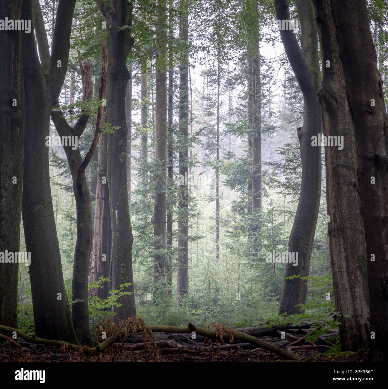 Scenic shot of a magical, misty forest with green tall and thin trees ...