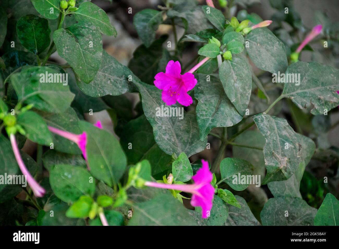 Beautiful pink color mirabilis Jalapa flower Stock Photo - Alamy