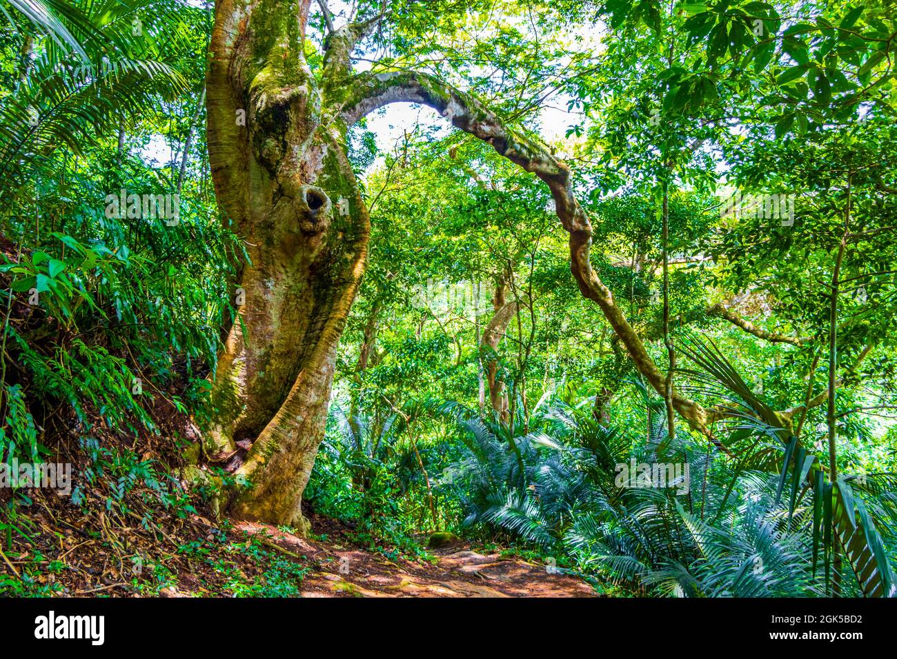Tropical natural jungle forest with palm trees hiking trail and path to ...