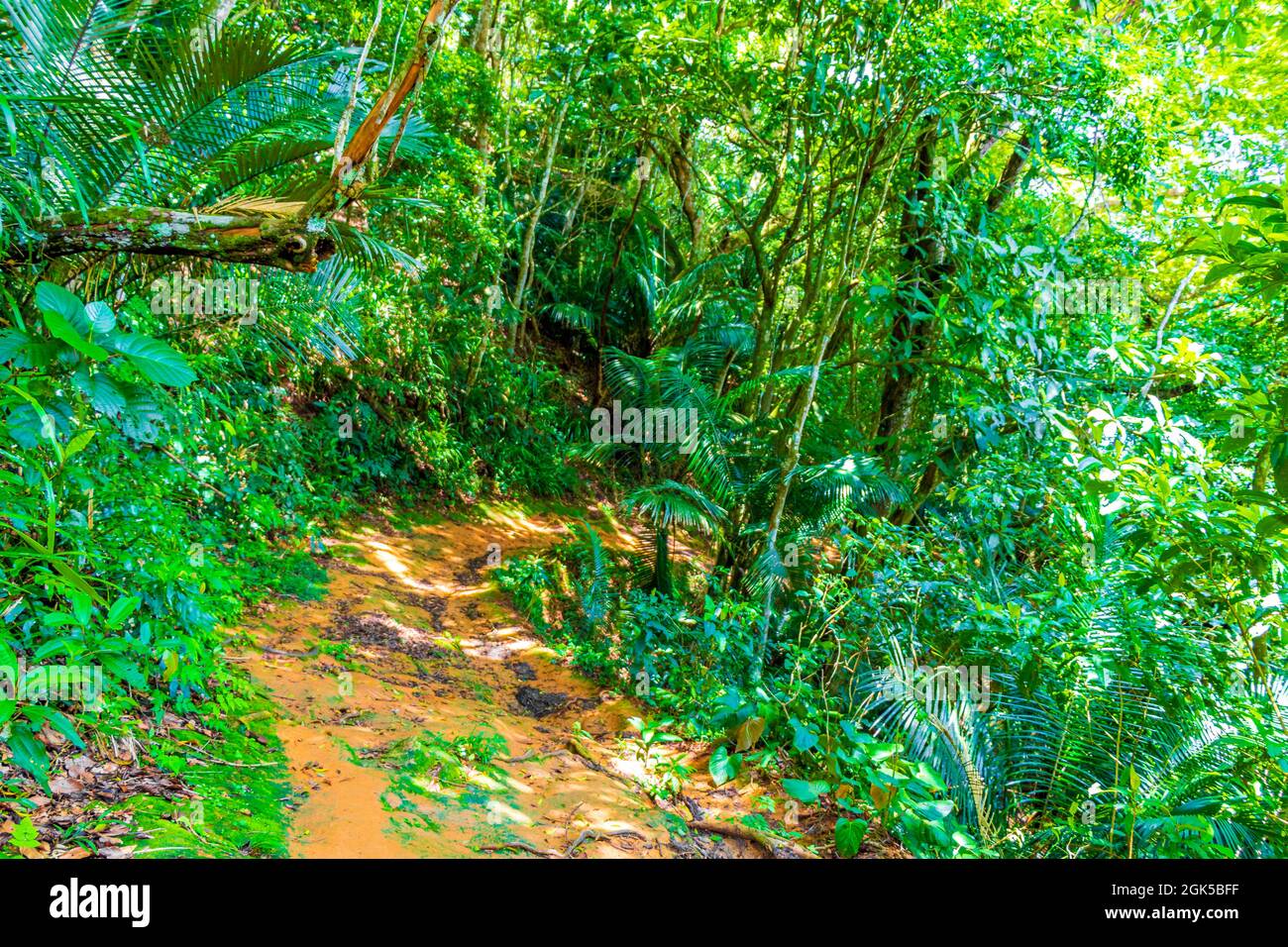Tropical natural jungle forest with palm trees hiking trail and path to ...