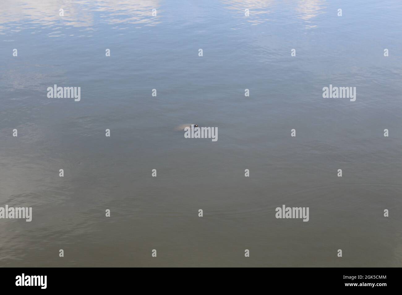 Alligators in the lake in daytime Stock Photo - Alamy