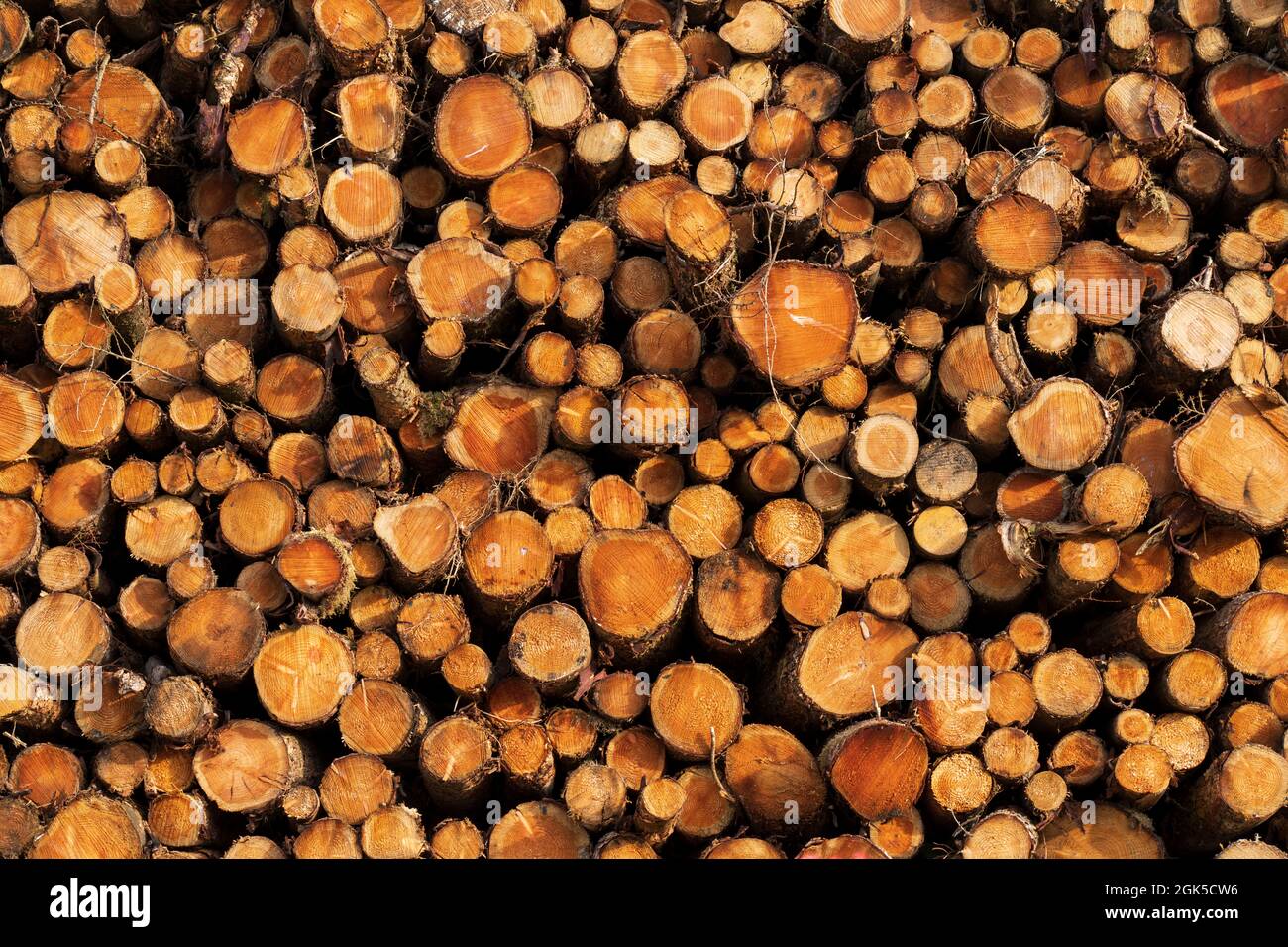 Logged forestry pile, lots of rings and patterns Stock Photo - Alamy