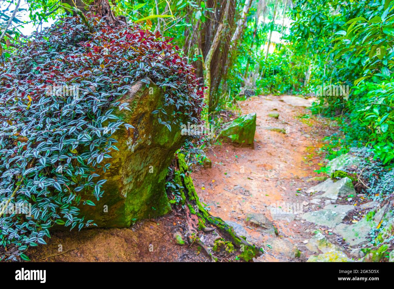 Tropical natural jungle forest with palm trees hiking trail and path to ...