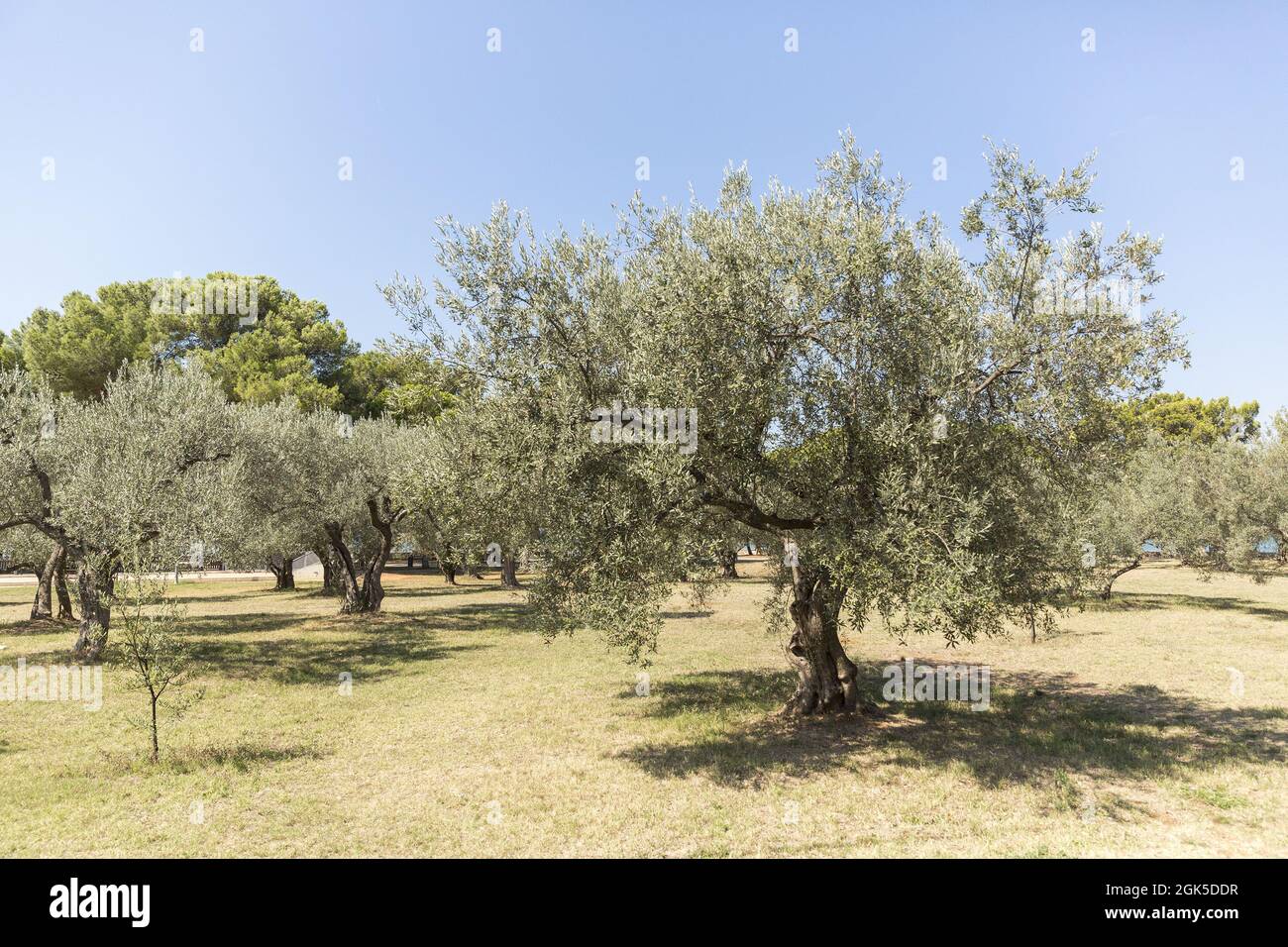 Species small tree family oleaceae hi-res stock photography and images ...