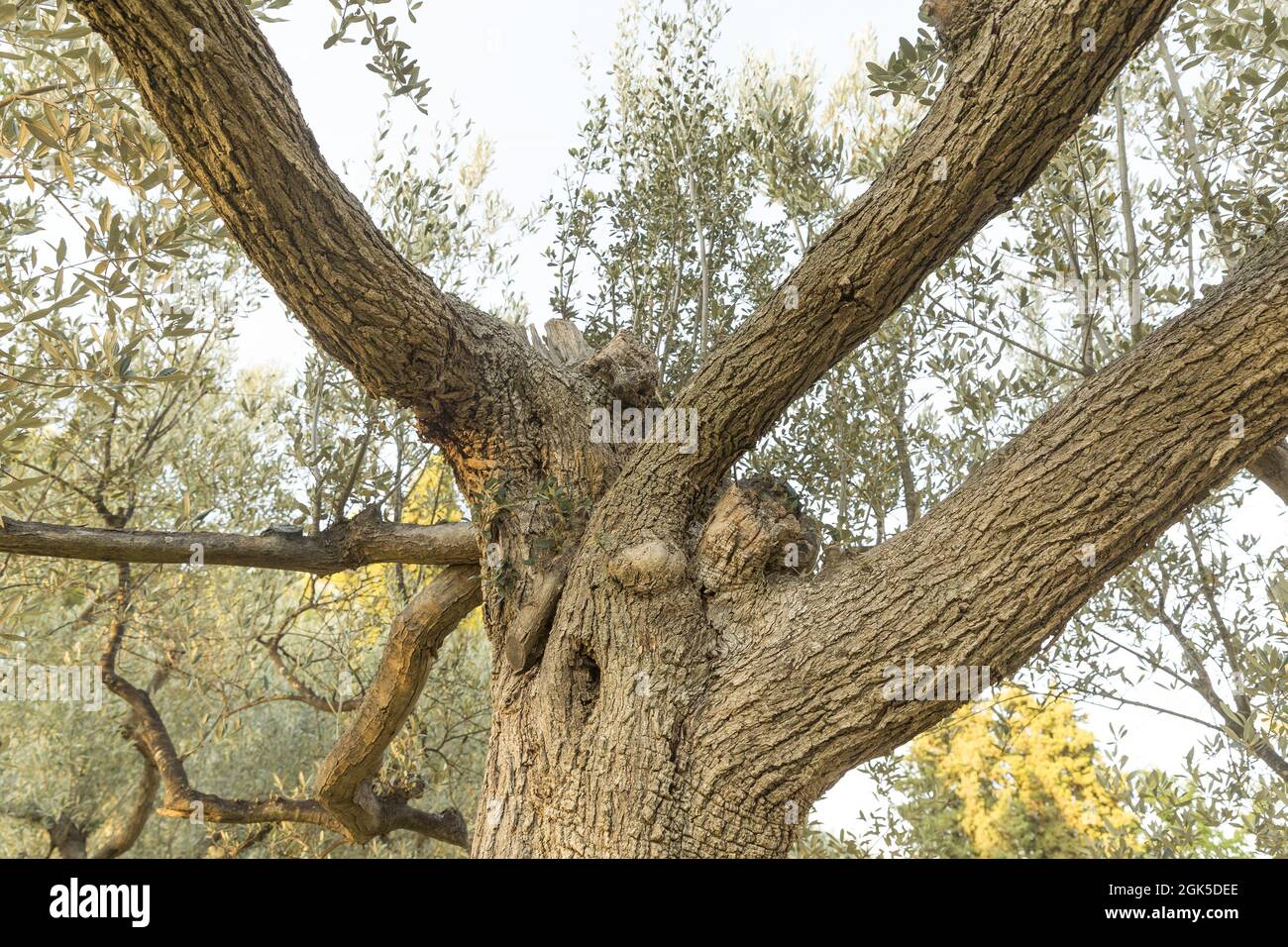Olive tree family tree hi-res stock photography and images - Alamy