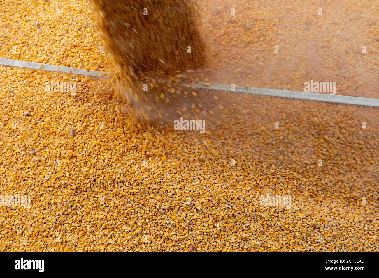 Martin, Michigan - Corn is loaded into a truck from a grain storage ...