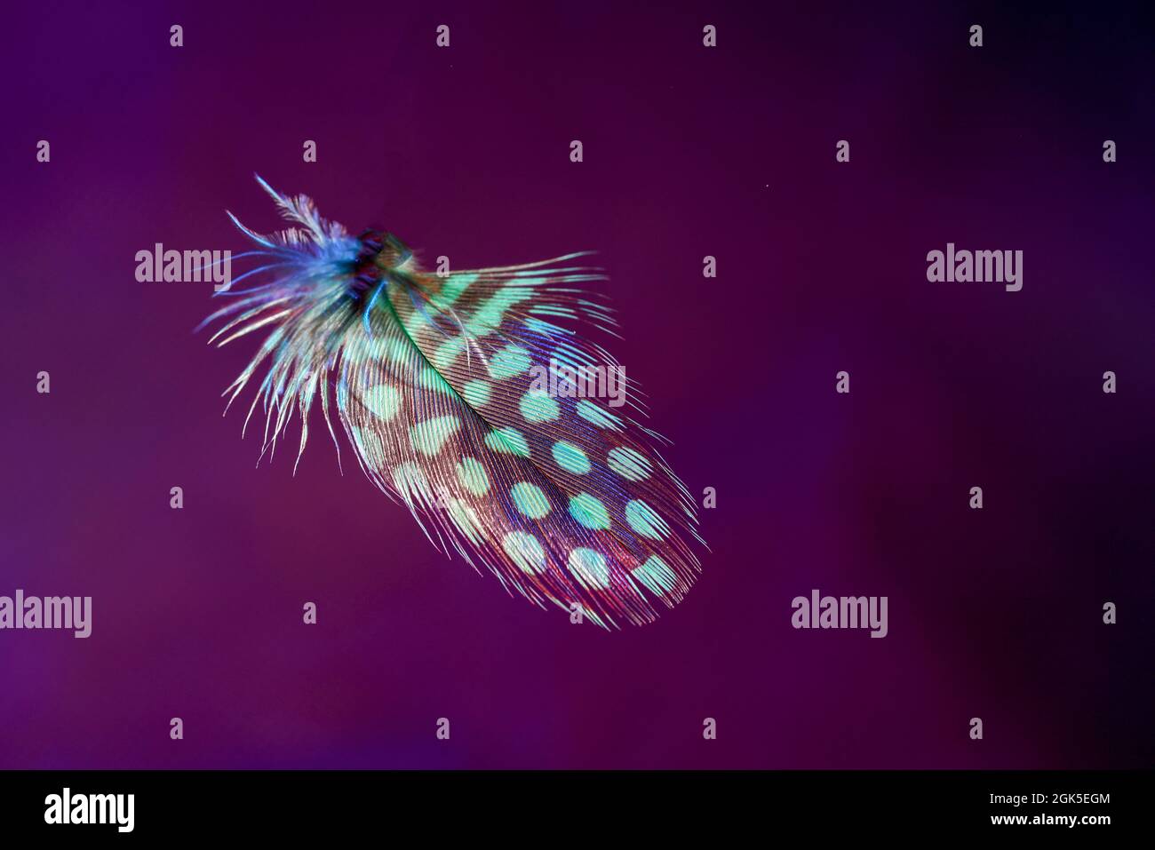 Closeup shot of a moth with colored wings in front of a purple ...
