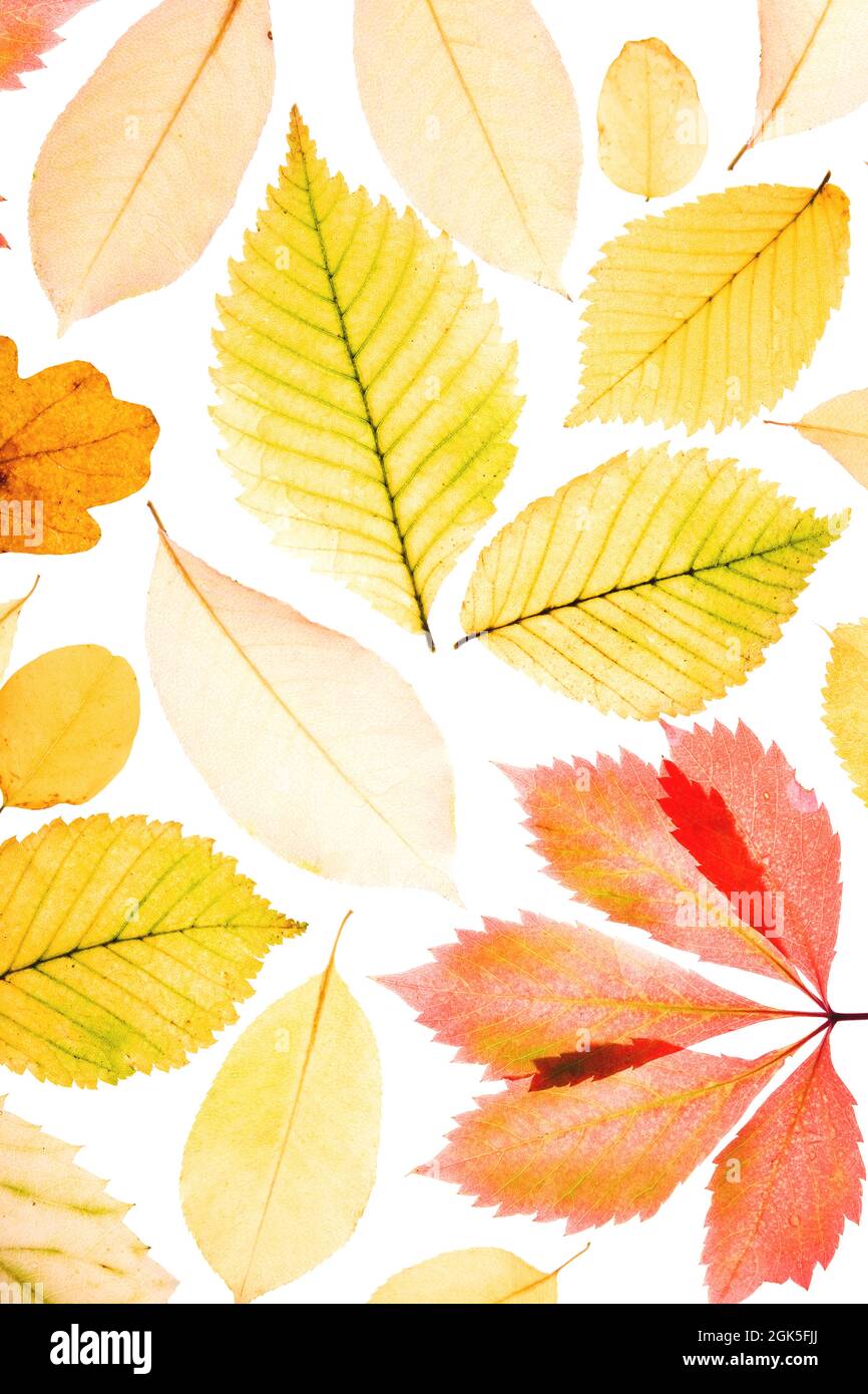 Set of autumn leaves on a white background. In light. Fall background ...