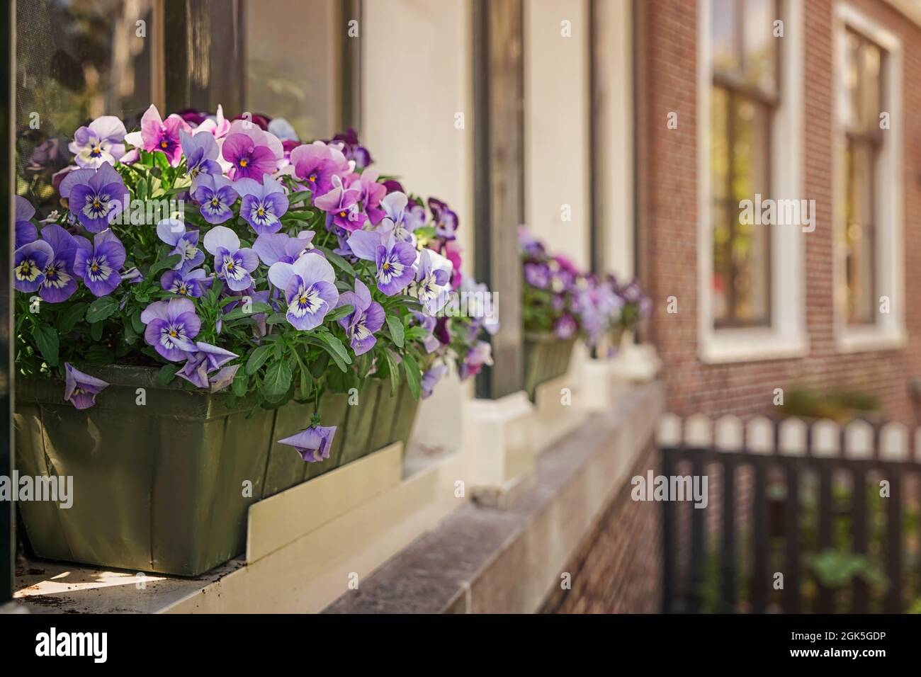 Beautiful Pansy flowers as decoration on window sill Stock Photo - Alamy