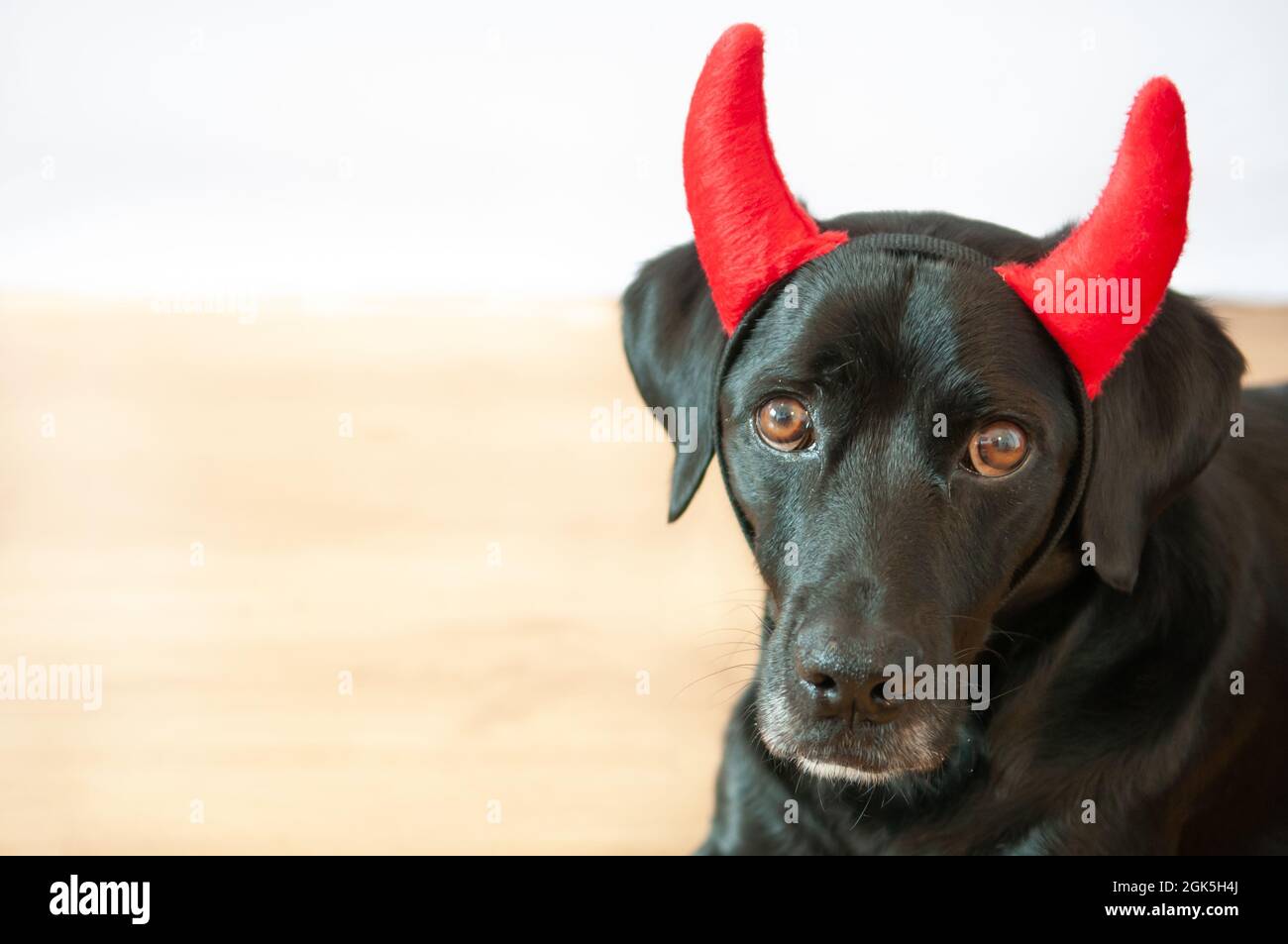 Devilish black labrador retriever with a halloween costume of a naughty ...
