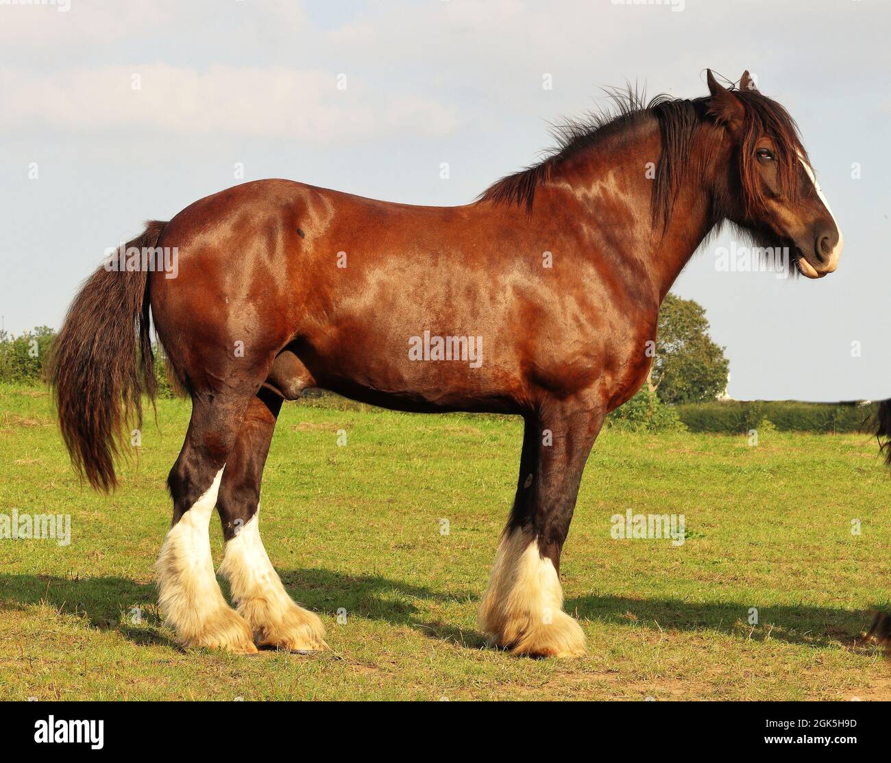Brown Shire Horses