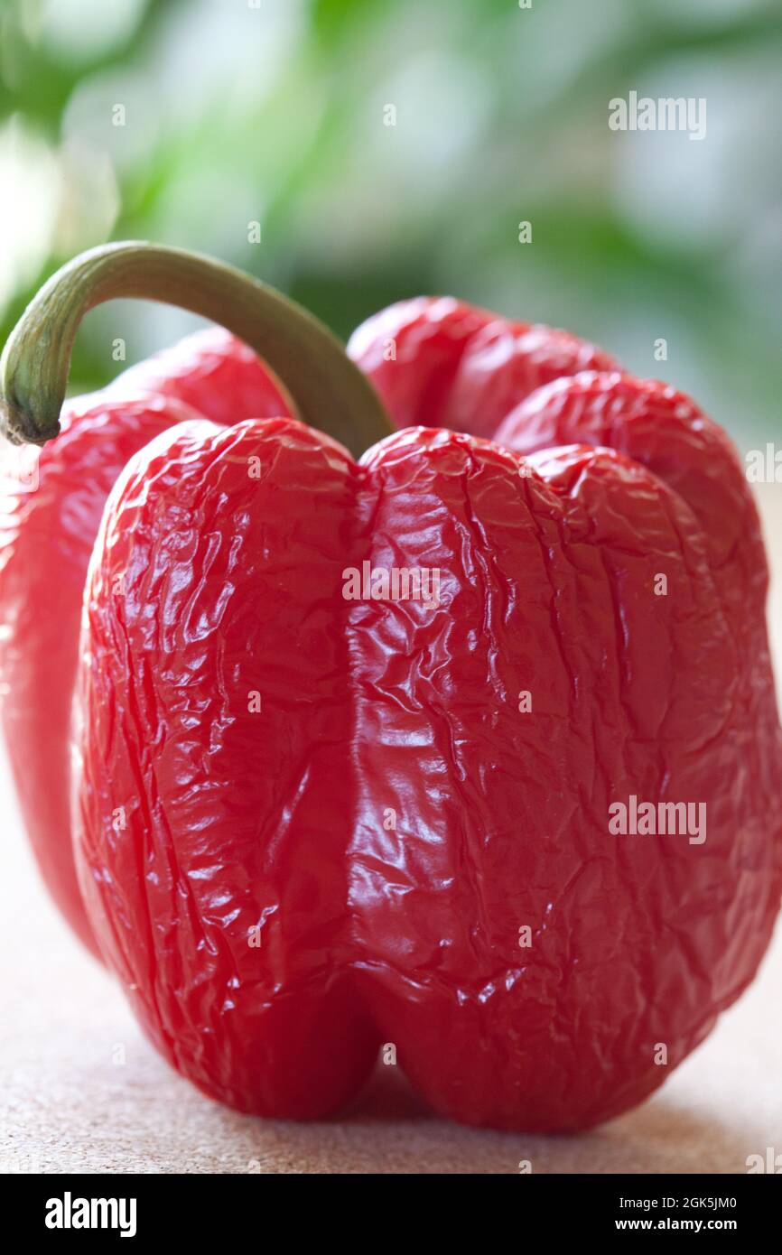 A red pepper that has got old and wrinkled Stock Photo - Alamy
