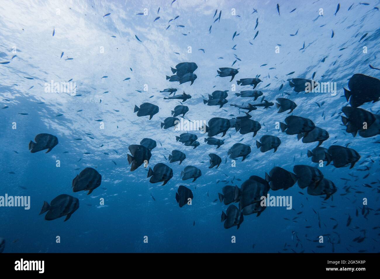 Batt reef hi-res stock photography and images - Alamy