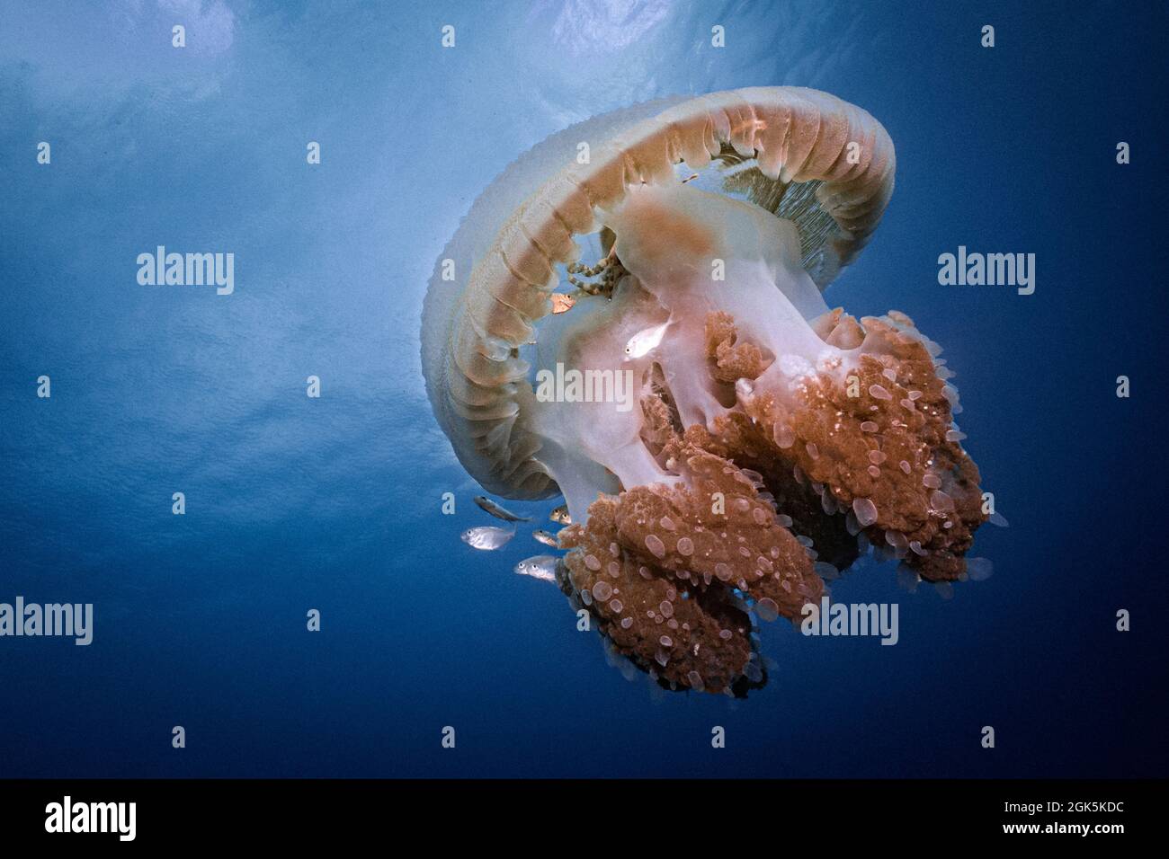 Crystal jelly fish hi-res stock photography and images - Alamy