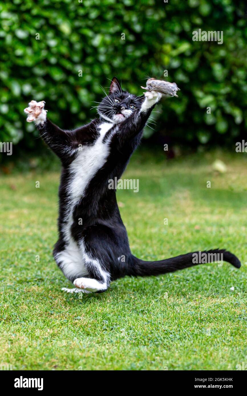 A black and white cat throwing a mouse in the air Stock Photo - Alamy